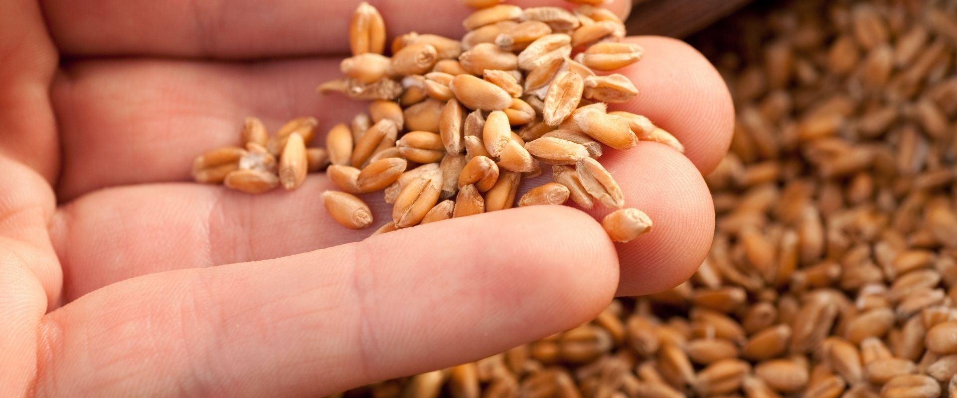 Agro Commodities - Star Agritech International